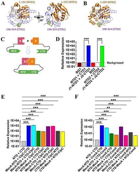 Development Of A Split Luciferase Complementation Assay A And B Download Scientific Diagram