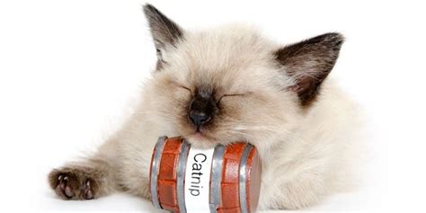 How Much Catnip Should I Give My Cat And How Often Is Safe