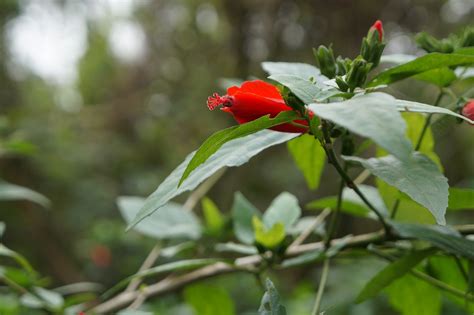 花 工場 Pixabayの無料写真 Pixabay