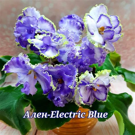 Ален-Electric Blue >фото и описание сорта > Фиалки online