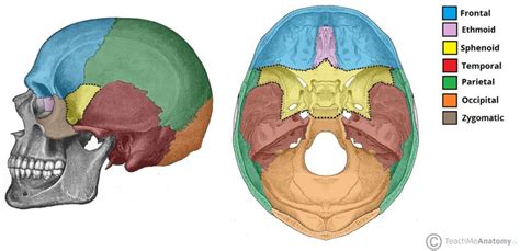 Ethmoid Bone Anatomy 1360 Hot Sex Picture
