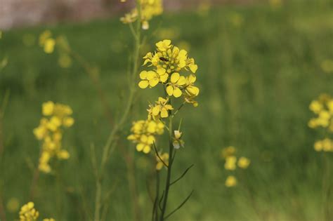 Canola Fleur Plantes Photo Gratuite Sur Pixabay Pixabay