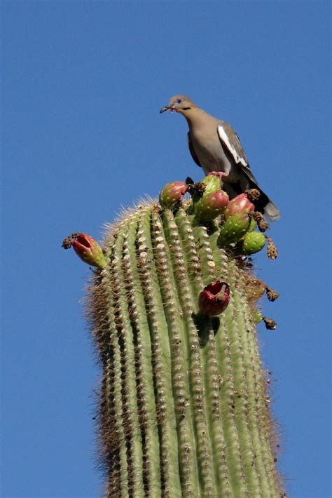 Desert Dove O Rama White Winged Doves Three Star Owl Functional