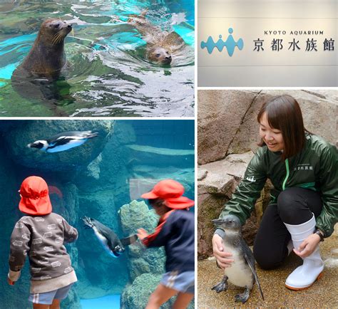 Kyoto Aquarium「京都水族館」 Seven Press｜セブンプレス