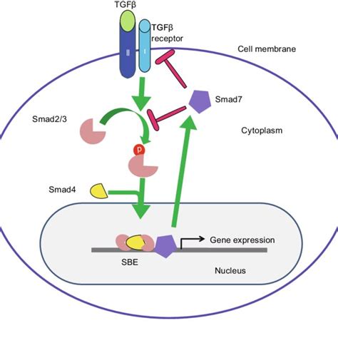 Mascc Isoo Clinical Practice Guidelines For Care Of Patients With Oral Download Table
