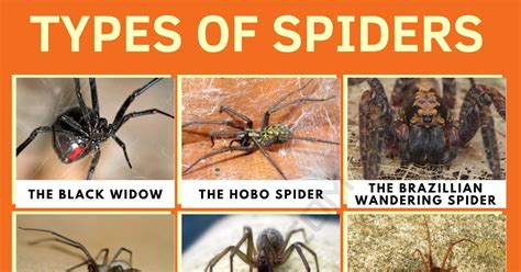 Types Of Spiders With Interesting Facts Spider Identification 7ESL