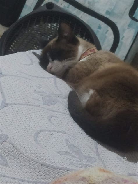 Como Que Aguenta Isso Otanix Amino