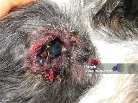 Diffuse Deep Pyoderma In A Dog With Ulcers And Fistulous Tracts Stock