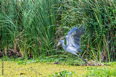The Shoebill Balaeniceps Rex Also Known As Whalehead Is A Very