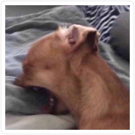 15 Chihuahua Ideas In 2025 Funny Animals Animal Memes Chihuahua