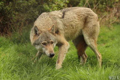 The 25 Wolves Of The World HubPages