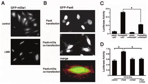 In Vivo Interaction Of Pax6 And Mdia A Evidence For Nuclear