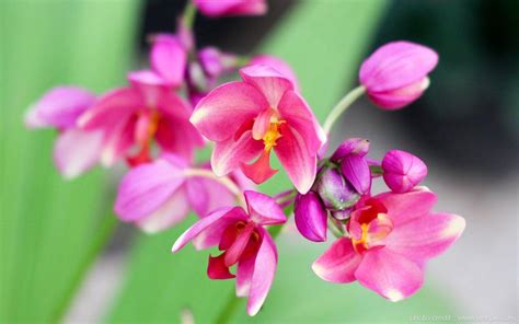 ช่อดอกกล้วยไม้สีชมพู รูปภาพดอกไม้สวยๆ