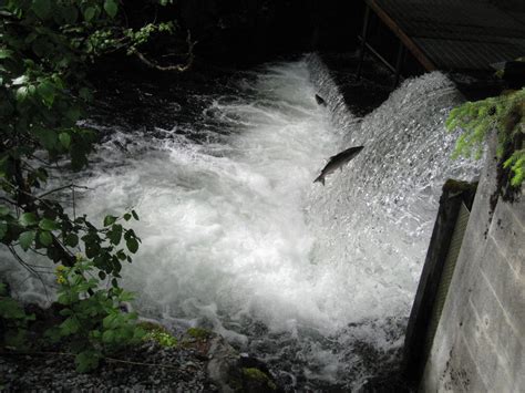 Salmon Jumping Upstream 1 By Cookiesfly On Deviantart