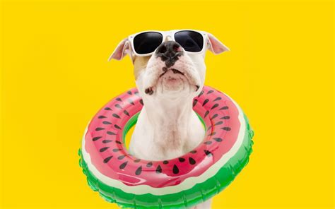Como manter seu pet hidratado no verão