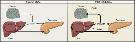 The PI K Pathway In Human Disease Cell