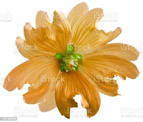흰색에서 오렌지 야생 Mallow 꽃 고립 클리핑 경로와 배경 근접 촬영입니다 디자인의 요소입니다 자연입니다 꽃 식물에 대한