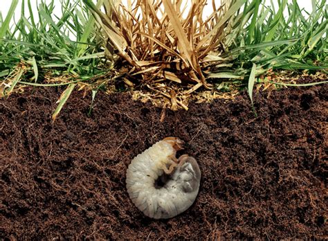 Acelepryn G Lawn Insecticide Grub And Armyworm Granular Control