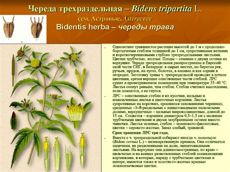 Флавоноиды. Лекарственные растения и лекарственное растительное сырье ...
