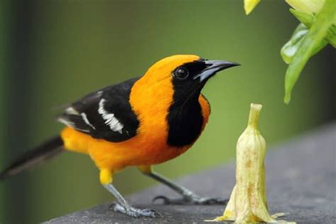 21 Types Of Birds With Orange Chests Bird Nature