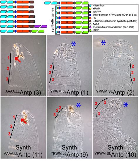 Figure 1 From Functional Synthetic Antennapedia Genes And The Dual