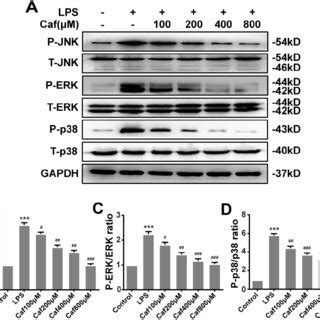 Caffeine Suppresses MAPK Pathway Activation In THP 1 Macrophages