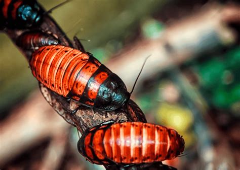 Do Cockroaches Make Noise Pest Source