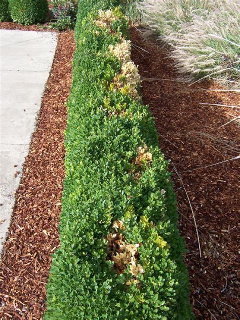 Boxwood Buxus Spp Phytophthora Root And Crown Rot Pacific