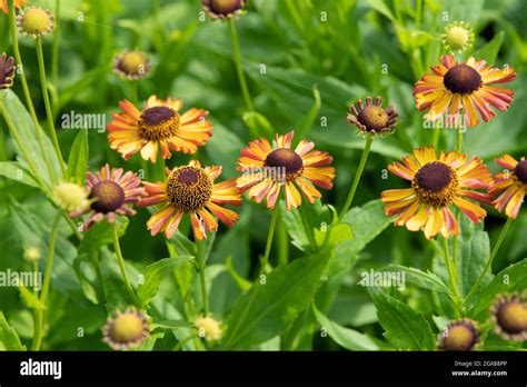 Helenium Jaune Rouge Banque De Photographies Et Dimages à Haute