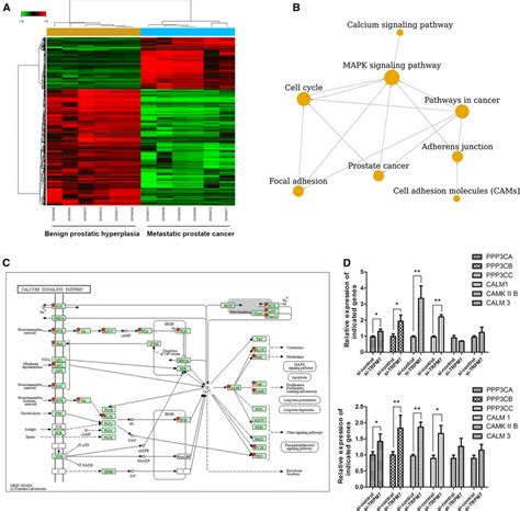 Transcriptome Profiling Of Metastatic Prostate Cancer Tissues Compared Download Scientific