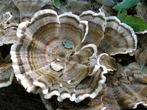 Трутовик разноцветный, пёстрый или каваратаке (Trametes versicolor ...