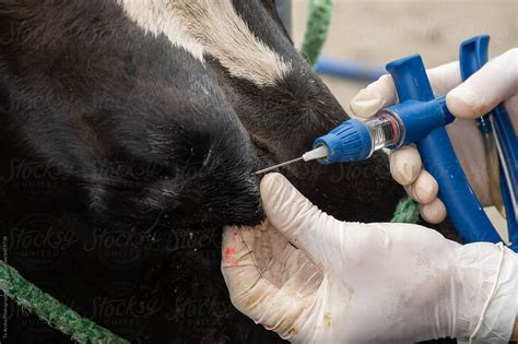 Intracutaneous Injection By Stocksy Contributor Te Aroha Photography Ltd Stocksy