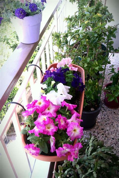 τσαι με λεμονι στο μπαλκονι Plants Garden