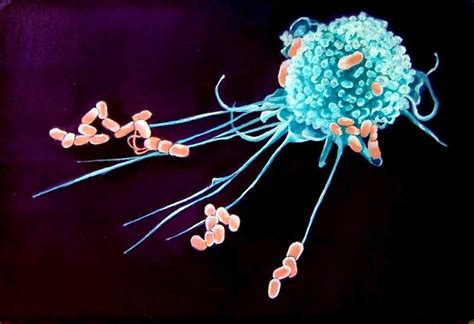 Macrophage Engulfing Bacteria The Immune System Phagocytes