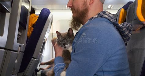Cat Without Carrying Case At Airplane In Airplane Cabin Cat Carrier At