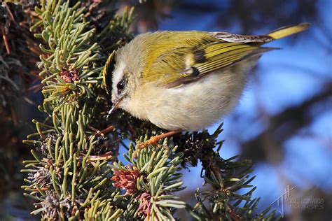 The Golden Crowned Kinglet Photo Essay Bird Canada