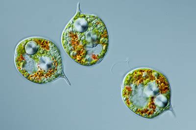 科学系统知识图片大全 科学系统知识设计素材 科学系统知识模板下载 科学系统知识图库 昵图网 soso nipic
