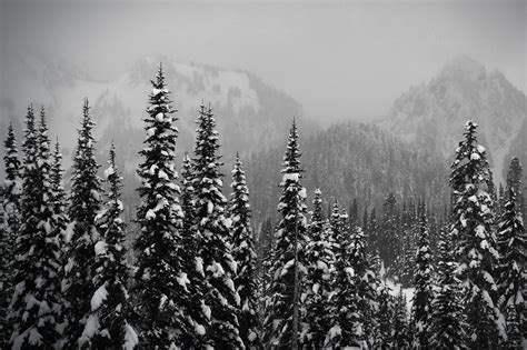 Tree Care Checklist Prepare Your Trees For Winter Ivan S Tree Service