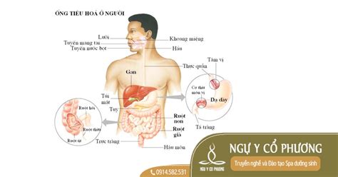 Dưỡng sinh tỳ vị theo nguyên tắc Đông y NGỰ Y CỔ PHƯƠNG Ngự Y Cổ Phương
