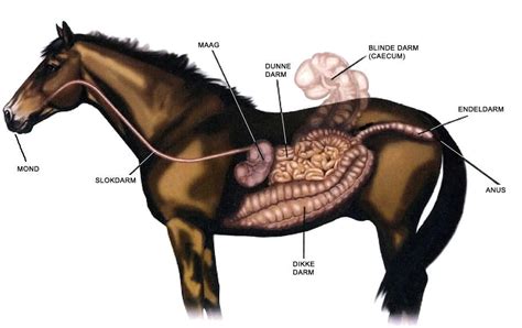 Spijsvertering Paardenziektes Aandoeningen