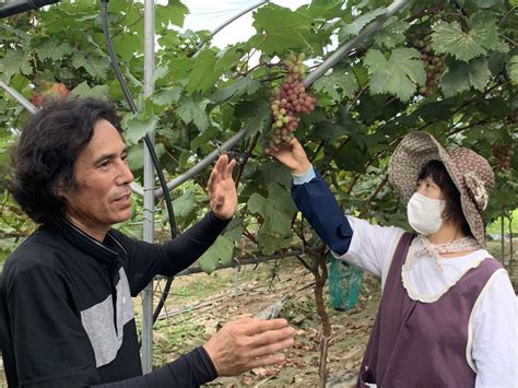 에디터가 쓰다 70 제철 포도가 아닌 포도의 제철을 맛보세요유기농 샤인머스켓 에디터가쓰다다