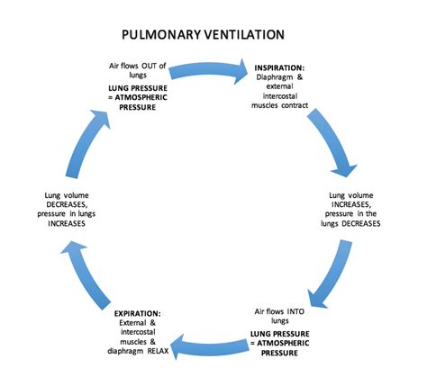 Gas Exchange Diffusion Ventilation Etc Diagram Quizlet