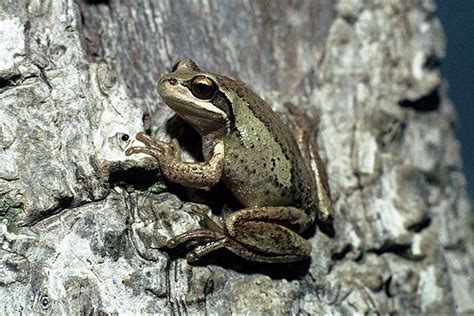 Whistling Frog Frogs Te Ara Encyclopedia Of New Zealand