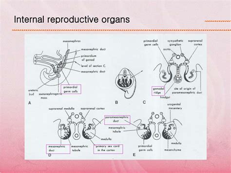 PPT Chpter Normal And Abnormal Sexual Development PowerPoint Presentation ID