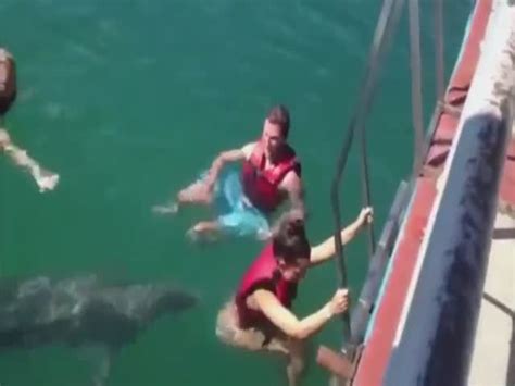 Cheeky Dolphin Makes Sure That This Girl Know He Is There Video