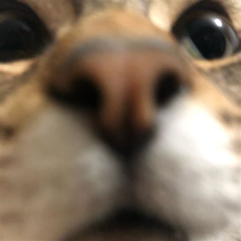 Sillyash ꩜ Youtube