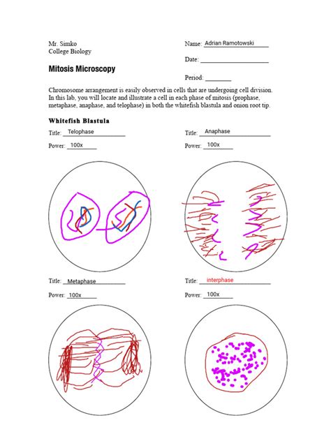 Kami Export Adrian Ramotowski Mitosis Microscopy Lab Pdf