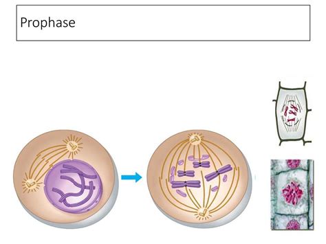 Cell Cycle Mitosis Chapter Ppt Download
