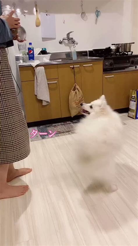 阿一 Nyx 🍶唯心一刀 On Twitter Rt Iampopochi ぽぽさんはハウスの達人😂💕