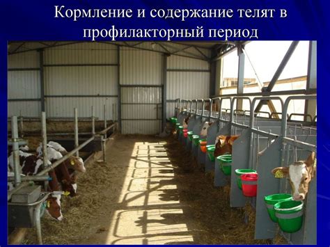 Технология разведения крупного рогатого скота в крестьянских фермерских хозяйствах презентация